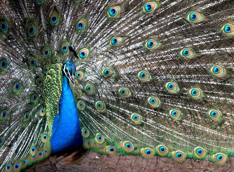 Exotic Sport Car stock image. Image of sport, fast, sports - 1051115