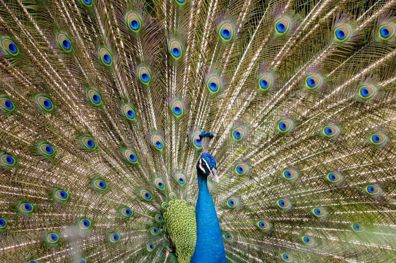 Peacock stock photo. Image of numerous, markings, feathers - 1913172