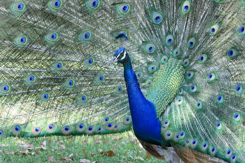 Peacock, Peafowl Genus Pavo Linnaeus Stock Photo - Image of pose, pavo ...