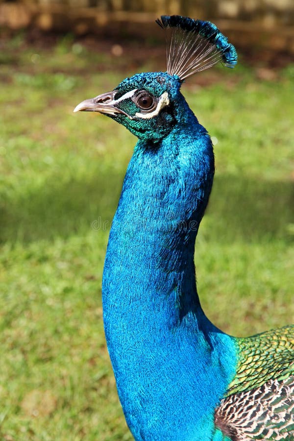180 Australian Peacock Stock Photos - Free & Royalty-Free Stock Photos ...