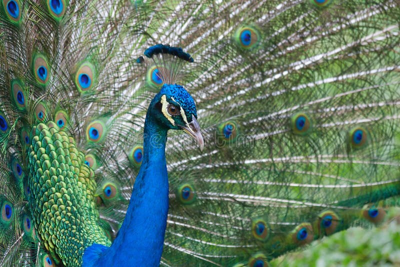 Peacock stock photo. Image of color, beak, closeup, beautiful - 22094914