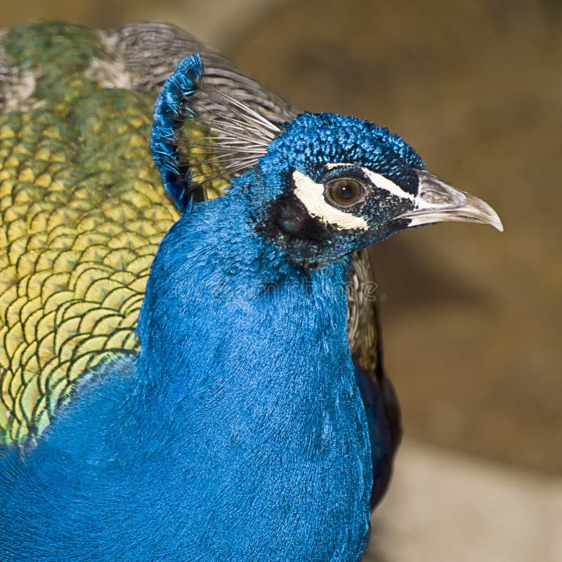 Congo Peafowl, Peacock, African Peafowl Stock Image - Image of county ...
