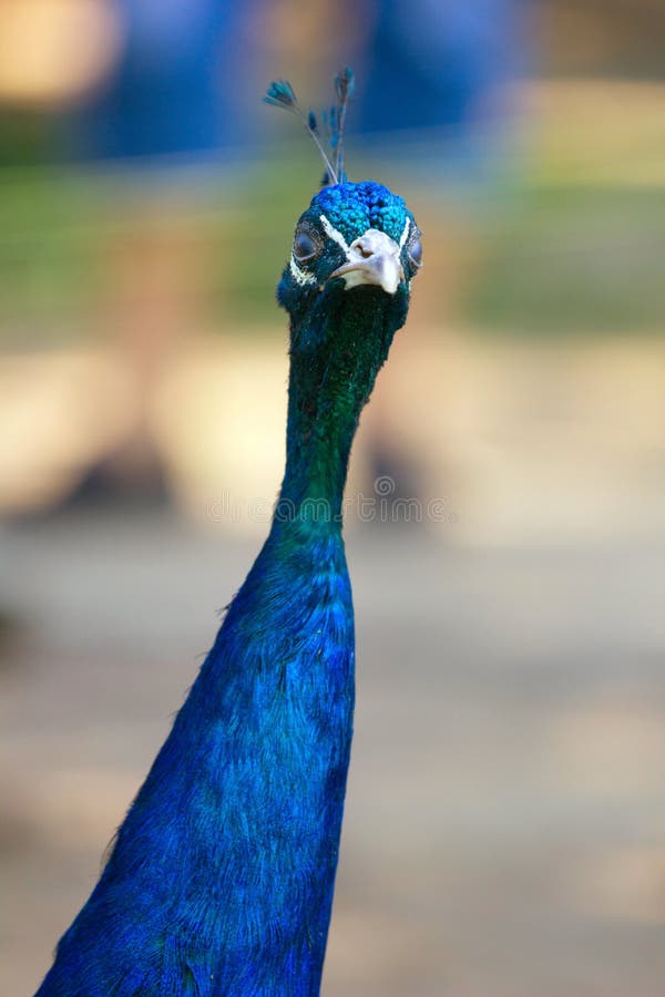 Angry Peacock Stock Photos - Free & Royalty-Free Stock Photos from ...
