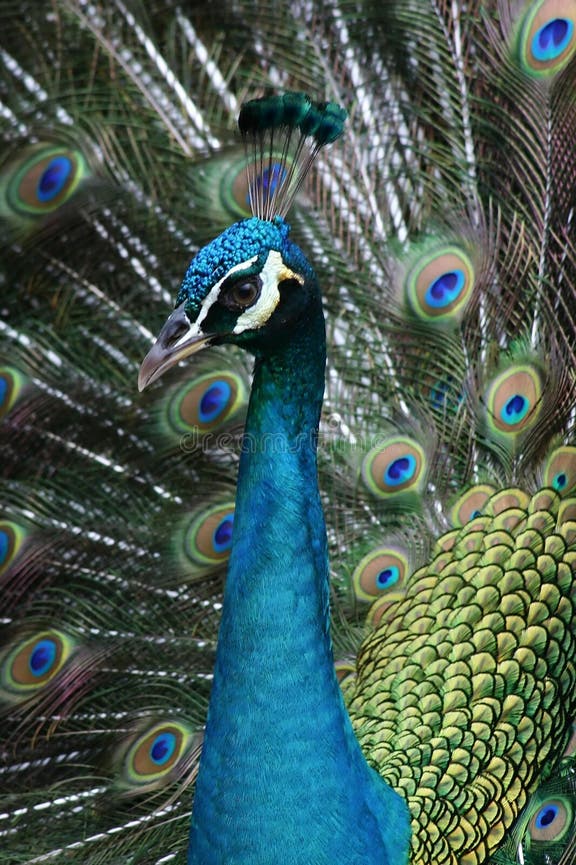 56,120 Peacock Bird Stock Photos - Free & Royalty-Free Stock Photos ...