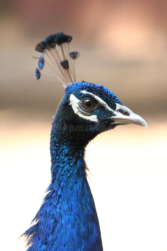 Peacock stock image. Image of turquoise, beak, crest - 27306443