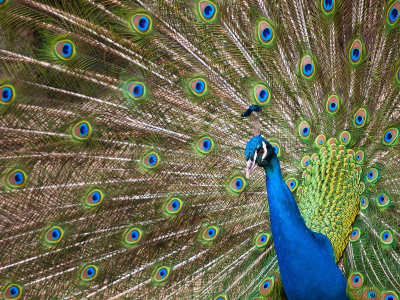 Peacock stock image. Image of feather, pfau, feder, vogel - 27993255