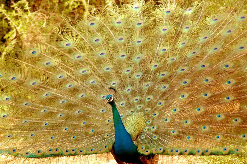 105 Birds Eye Pea Stock Photos - Free & Royalty-Free Stock Photos from ...