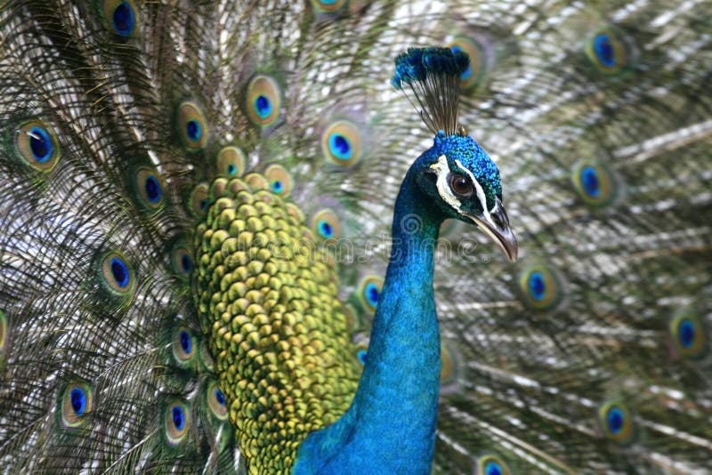 Peacock stock image. Image of beak, animal, nature, beauty - 4456437