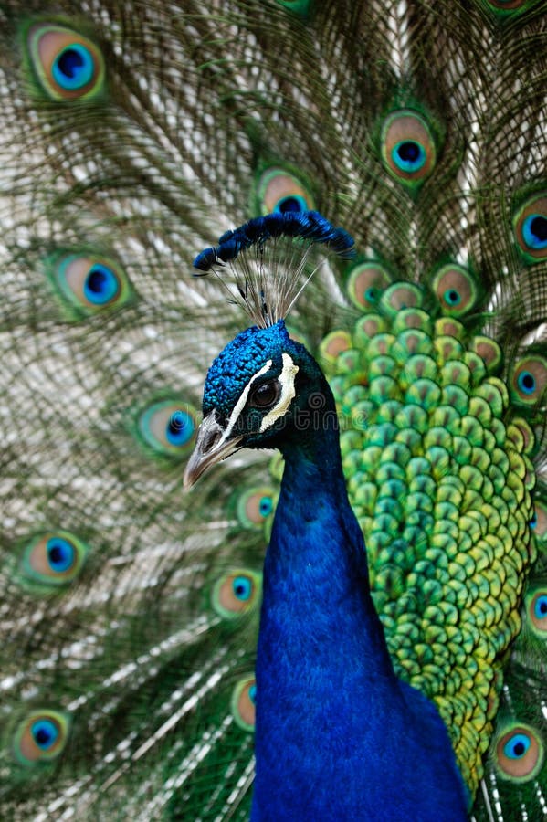 56,190 Peacock Bird Stock Photos - Free & Royalty-Free Stock Photos ...