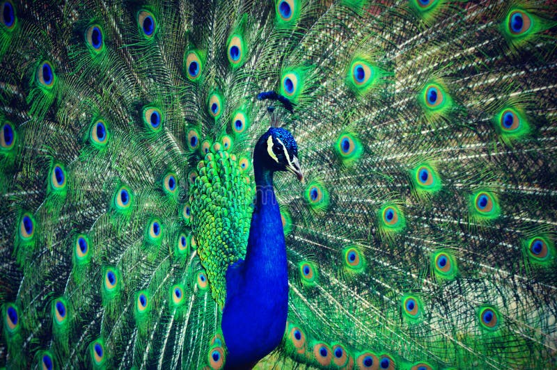 Pavão foto de stock. Imagem de elegante, penas, fundo - 14027438