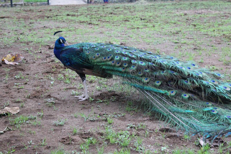 Peacock alone stock image. Image of goose, parrot, wing - 265985337