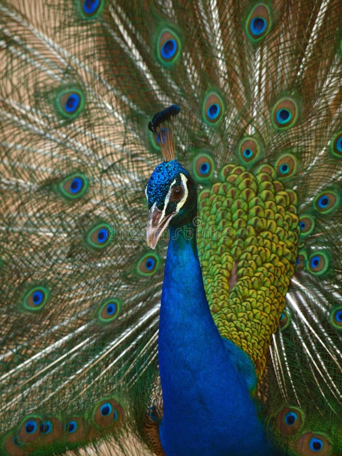 Peacock stock photo. Image of animal, monkey, peacock - 97068236