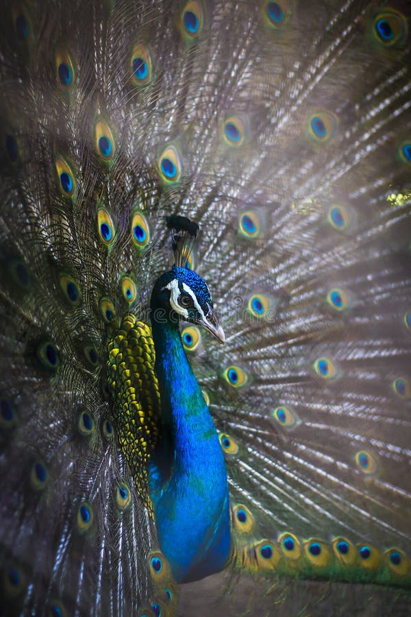 Peacock in Asia stock image. Image of wildlife, tail - 88643787
