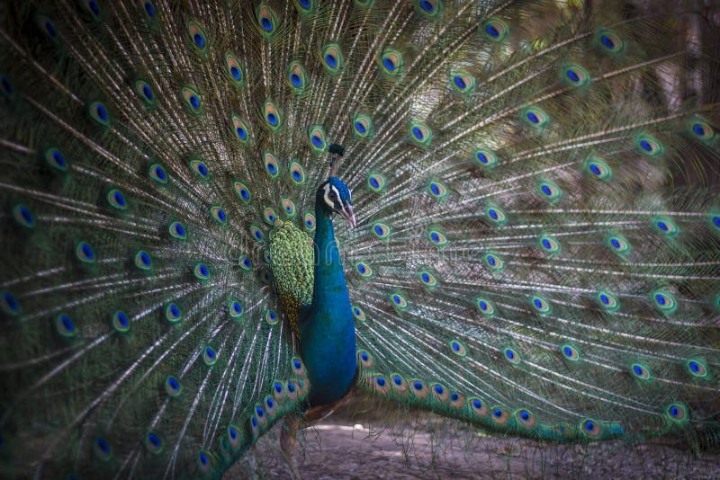 Peacock in Asia stock photo. Image of background, beauty - 88644750
