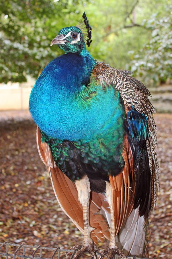 Peacock, Australia stock photo. Image of important, beak - 45355454