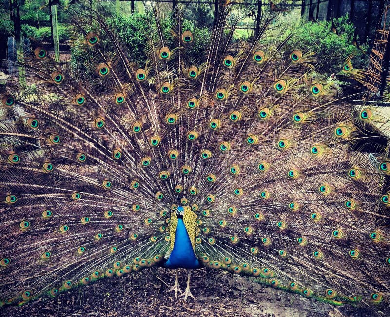 Peacock in an aviary stock image. Image of displaying - 100328647