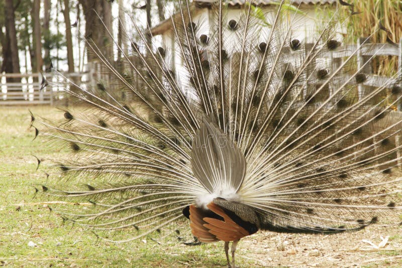 Peacock from the Back with Open Wings Stock Photo - Image of white ...
