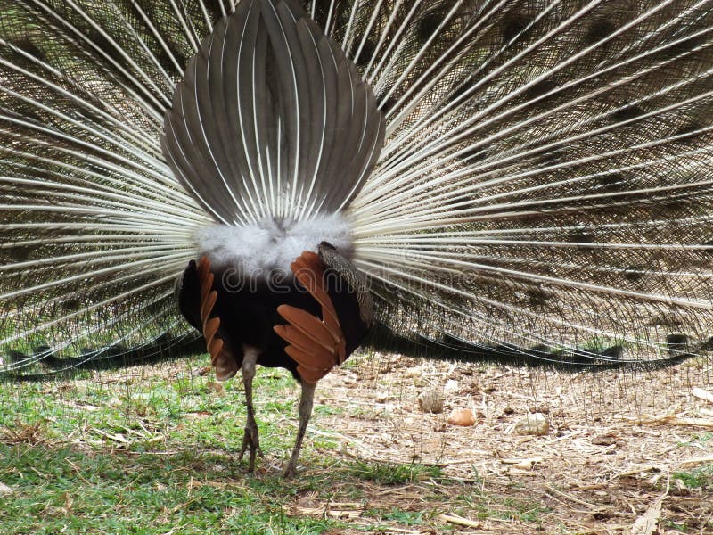 Peacock from the Back with Open Wings Stock Photo - Image of wild ...