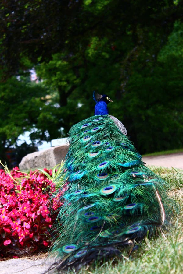 Back View Peacock Feathers Stock Photos - Download 87 Royalty Free Photos