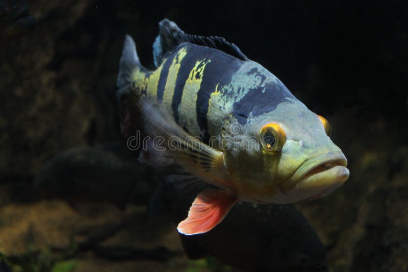 Peacock Bass Fish in an Aquarium with Water and Bluish Light, Including ...