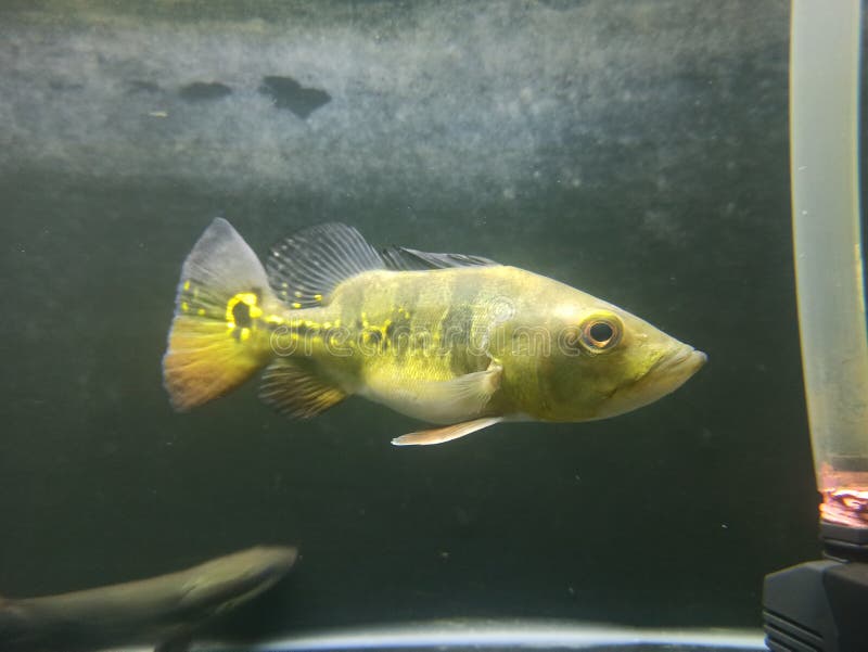 Monoculus Peacock Stock Photos - Free & Royalty-Free Stock Photos from ...