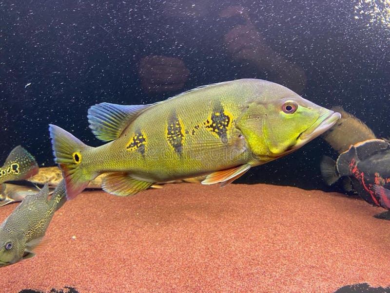 Peacock Bass Fish stock image. Image of peacock, amphibian - 212477877