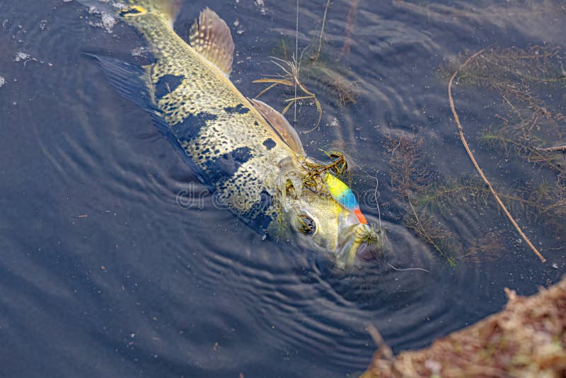 Peacock Bass Fish stock image. Image of rayfinned, animalia - 263481031
