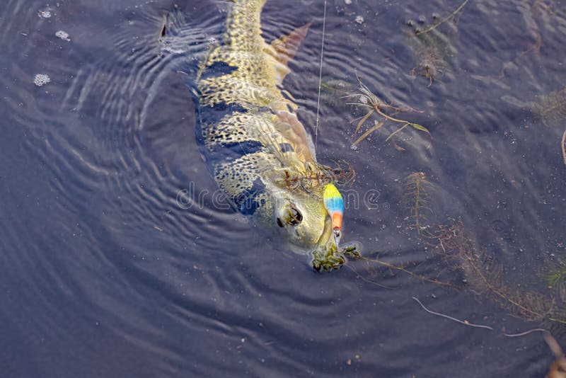 Peacock Bass Fish stock photo. Image of fish, cichlinae - 263481060