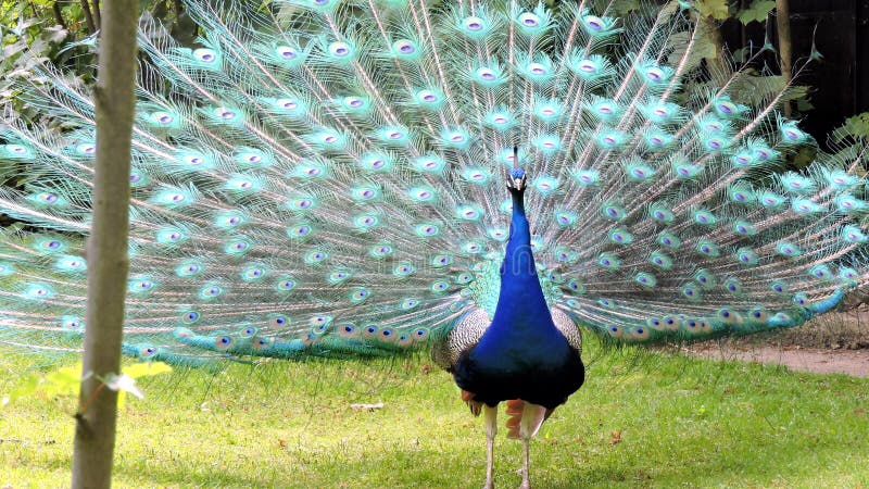 Peacock. stock photo. Image of bird, tree, peacock, beauty - 40668002