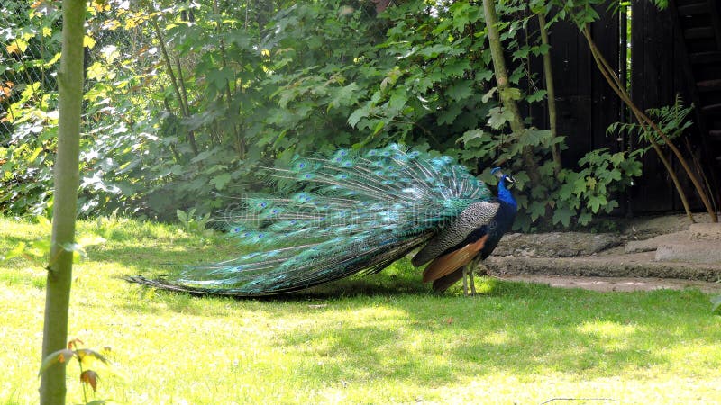Peacock. stock image. Image of beauty, peacock, admiration - 40668097