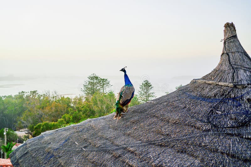 Peacock on the beach stock image. Image of terrain, coast - 342493689