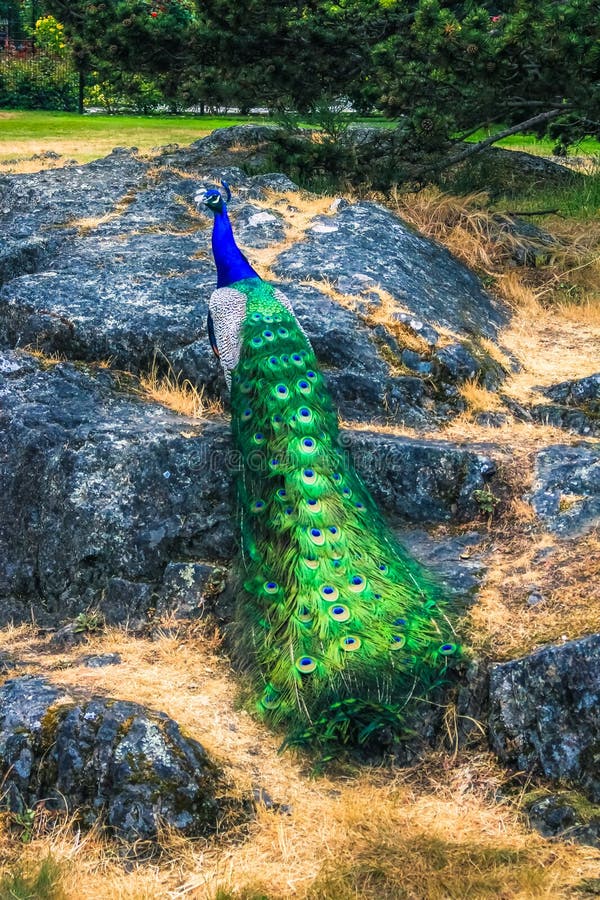 Peacock In Beacon Hill Park Stock Image Image Of Victoria Peacock