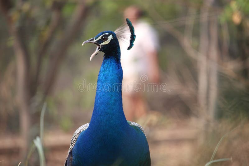 Peacock with beak open stock photo. Image of beak, wing - 271877138