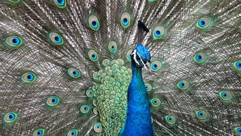 Pirok Pirok Preening Bird Perch on Twig. Stock Footage - Video of ...