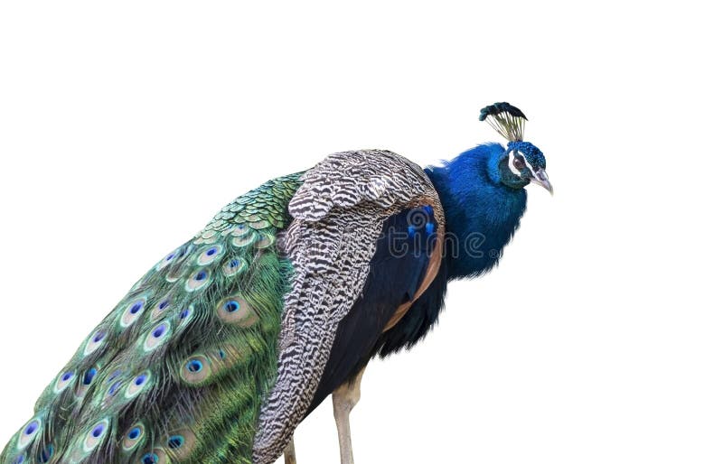 The peacock stock image. Image of plumage, adult, portrait - 58481353