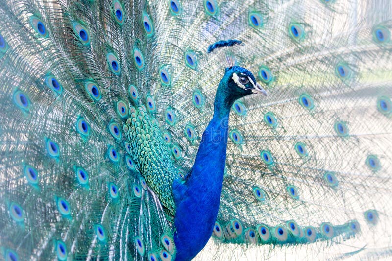 Peacock with a Beautiful Open Beautiful Tail Stock Photo - Image of ...