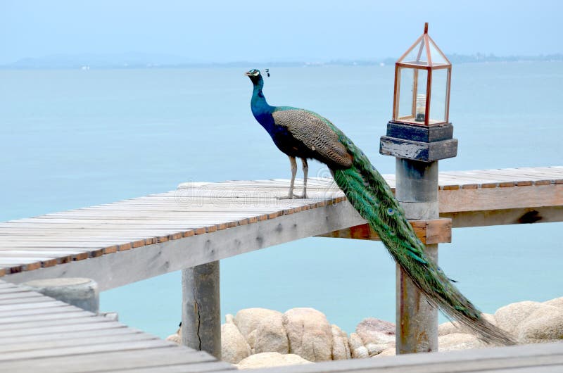 Peacok Stand Stock Photos - Free & Royalty-Free Stock Photos from ...