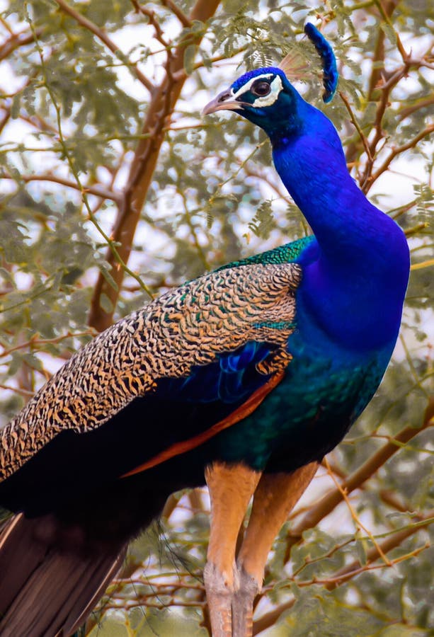 Peacock a Beautiful Royal Bird Stock Photo - Image of parakeet, peacock ...