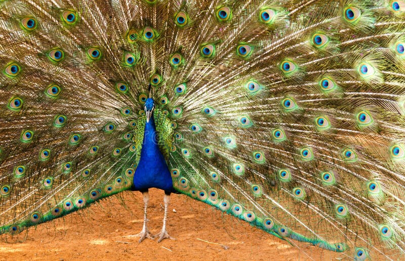 Peacock stock photo. Image of cockerel, eyes, bird, bright - 31221800