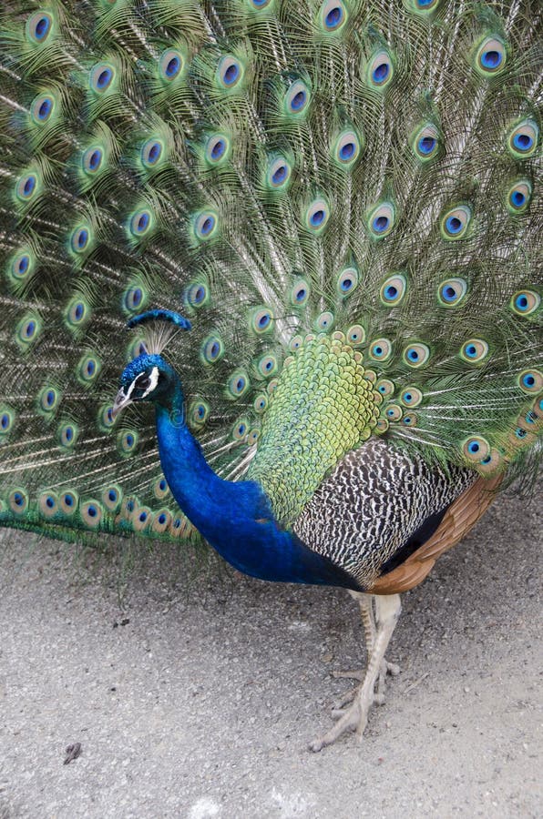Im a Peacock, You Got To Let Me Fly! Stock Image - Image of beak, bird ...