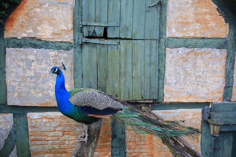 Peacock stock photo. Image of park, house, peacock, beautiful - 88627872