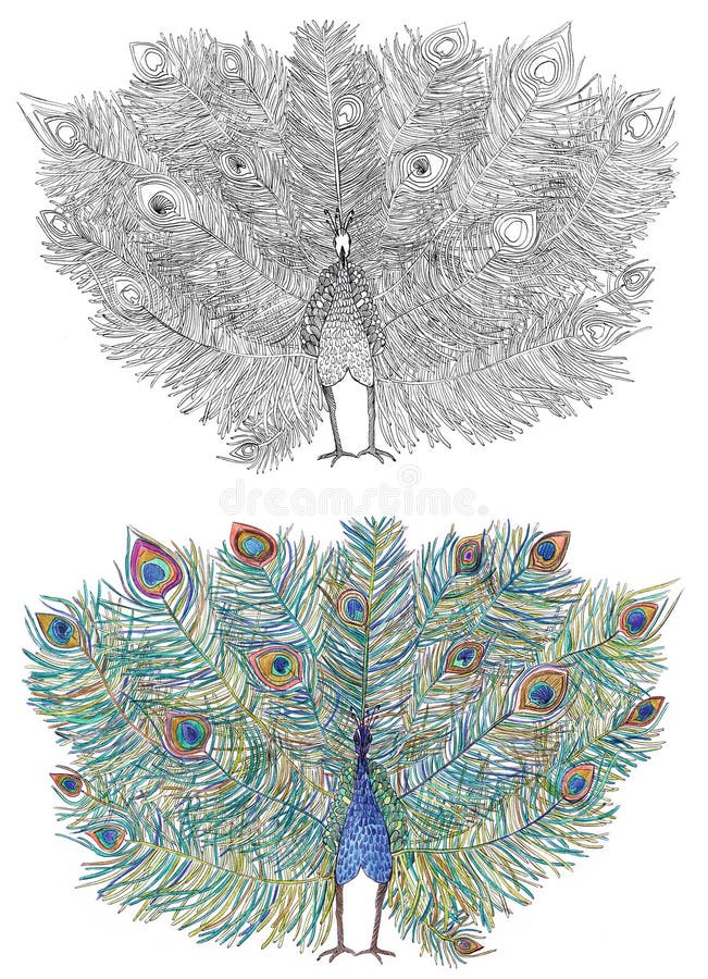 Peacock. Beautiful Tail.hand-drawn Coloring Stock Illustration ...