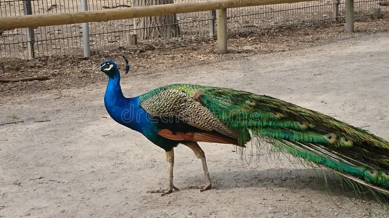 Peacock stock photo. Image of walk, peafowl, beak, fauna - 90050078