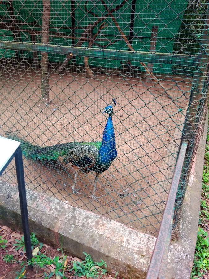 Peacock on Bhutramannatti Belagavi Stock Photo - Image of picock, picko ...