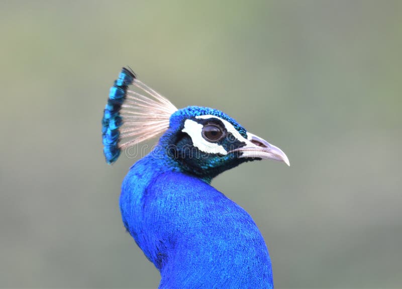 Peacock bird face closeup stock photo. Image of wildlife - 261772232