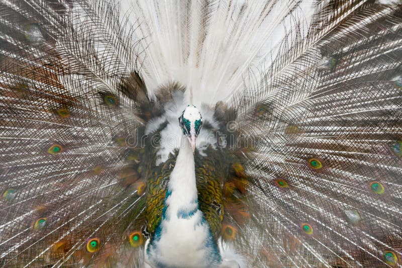 Peacock Bird Feathers Close Up Stock Photo - Image of close, beak ...