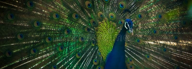 Peacock Bird with Feathers. Indian Peafowl Stock Photo - Image of ...
