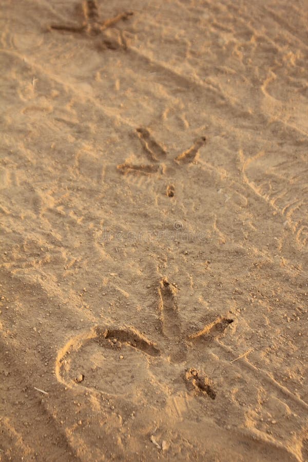 Peacock Bird Footprints on the Soil Stock Photo - Image of peacock ...