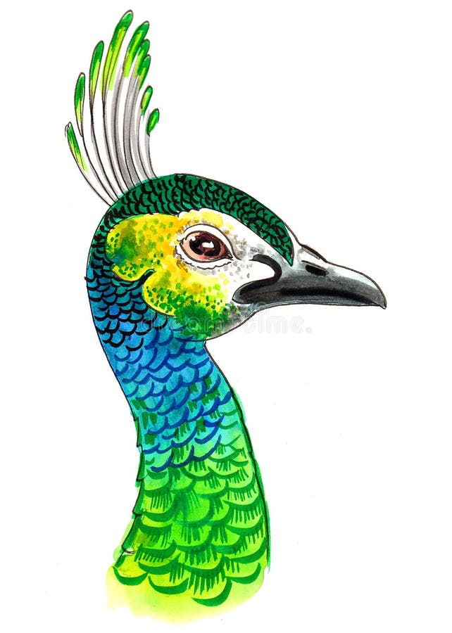 Peacock Bird Head. Ink and Watercolor Drawing Stock Illustration ...