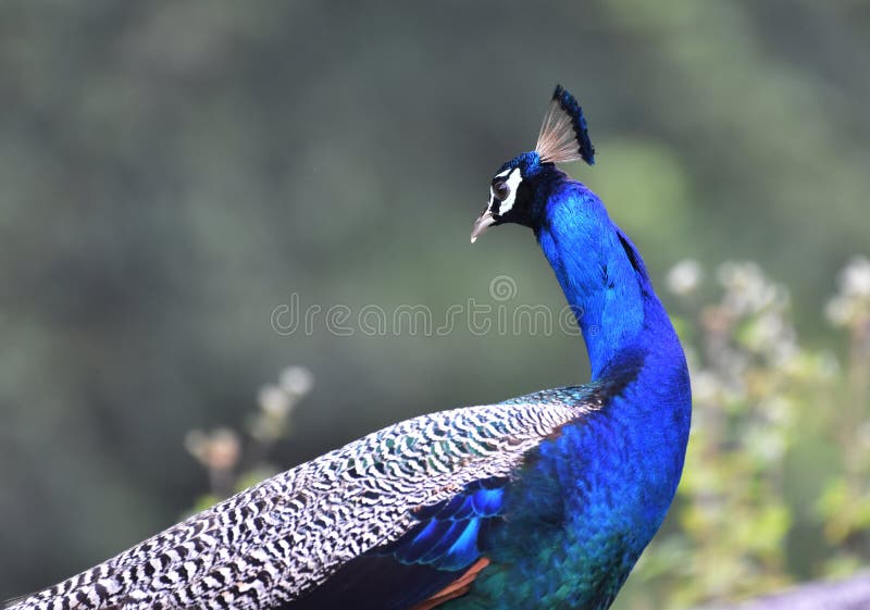 Peacock bird looking back stock image. Image of chicken - 261772447